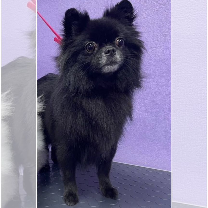 Взрослая собака от частного владельца