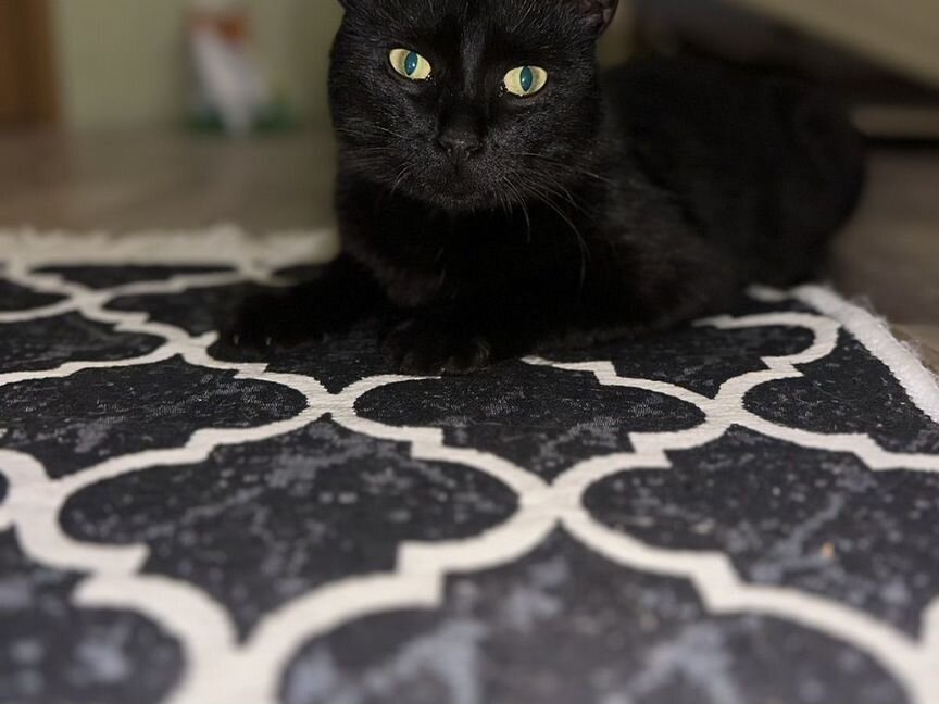 Кот