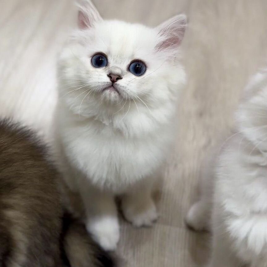 Шотландский прямоухий длинношёрстный котёнок