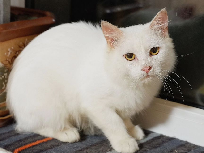 Котик ищет дом