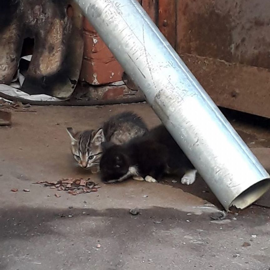 Котята на улице 1,5 месяца