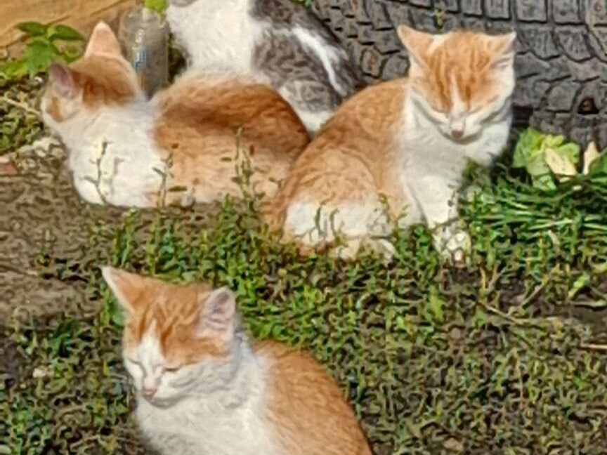 Кошки в добрые руки бесплатно