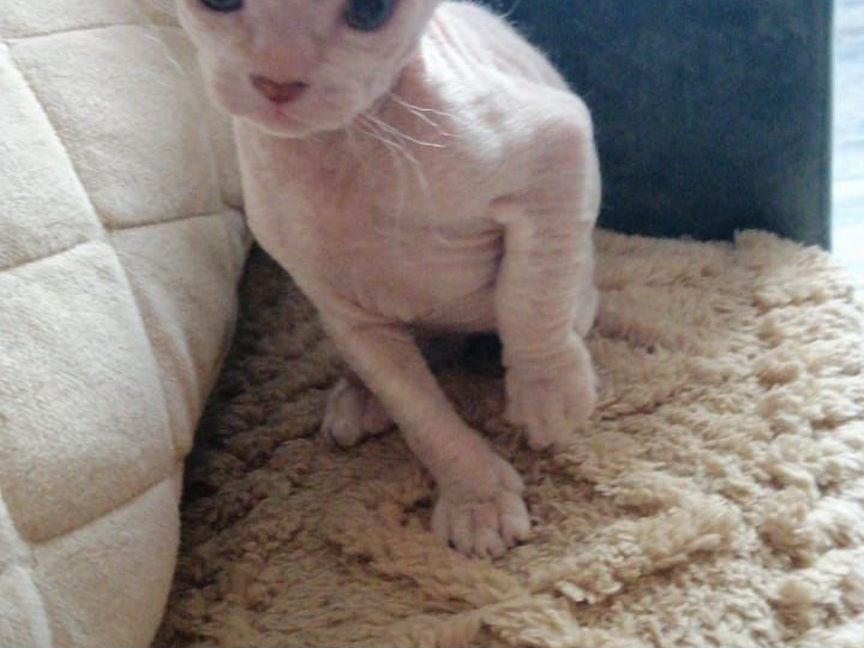 Котята сфинкс