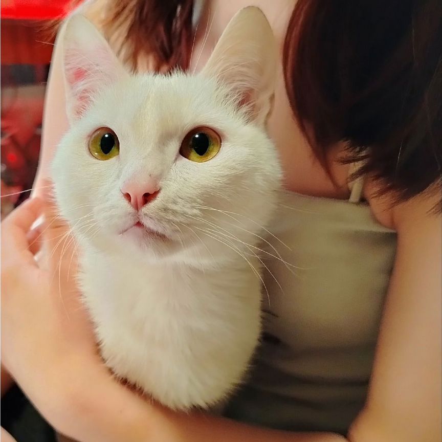 Взрослый кот в добрые руки