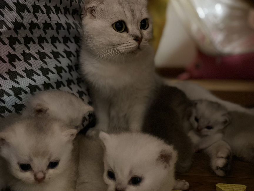 Британская серебристая шиншилла котята