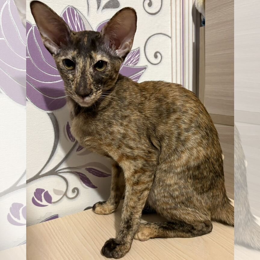 Ориентальный котёнок