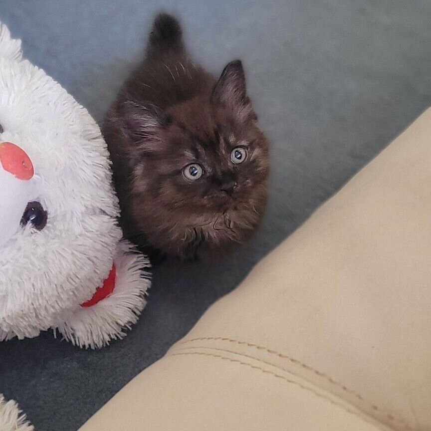 Девочка котенок в добрые руки