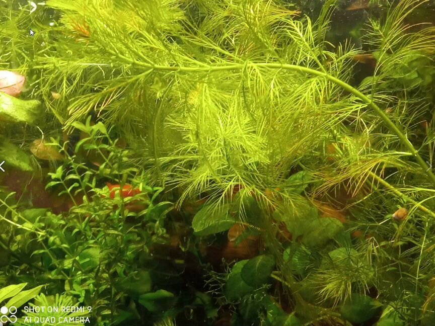 Растения для аквариума, сапфировые попугайчики