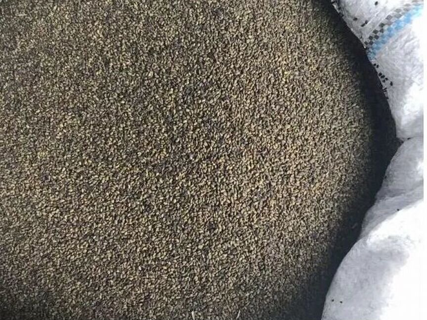 Люцерна семена