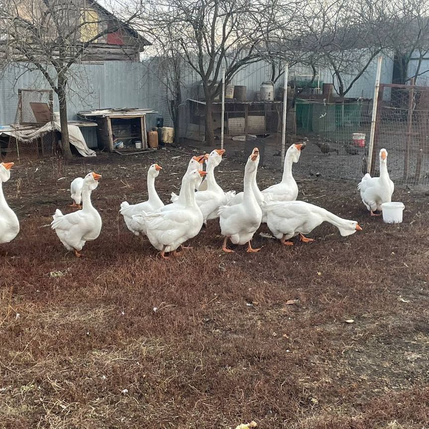 Гусь холмогоры