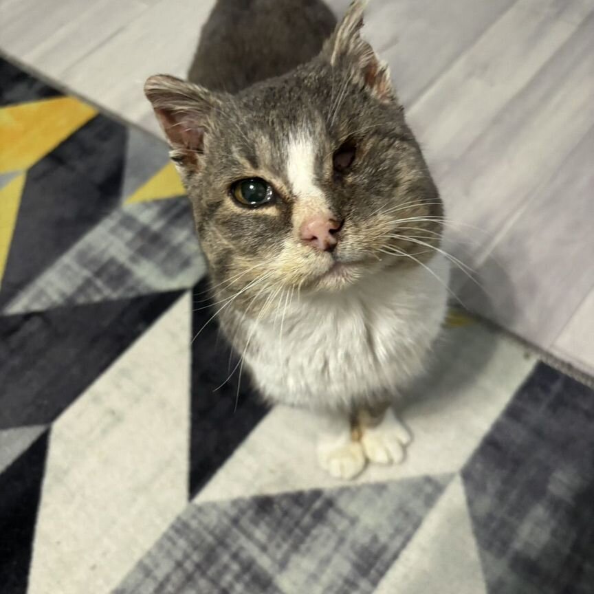 Бездомный кот