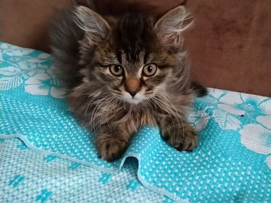 Кошка не известной породы