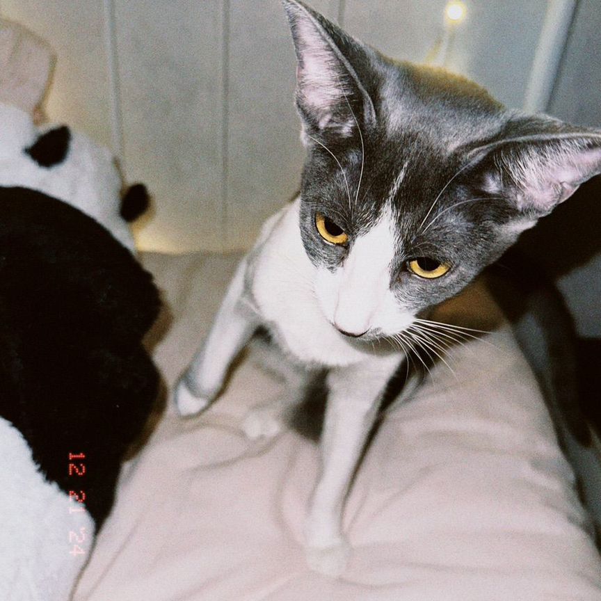 Ориентальная в добрые руки