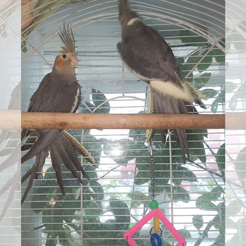 Попугай корелла