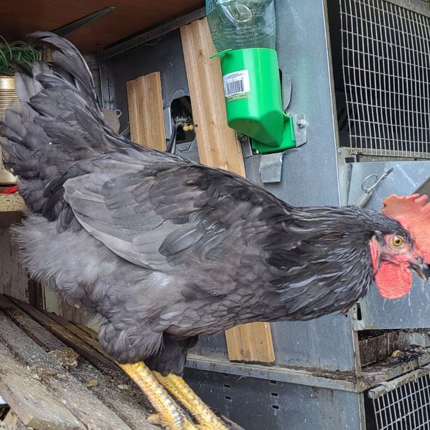 Молодые петушки