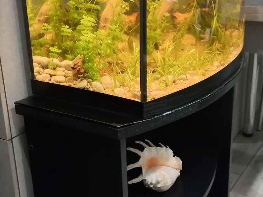 Аквариум с тумбой 50л с рыбами