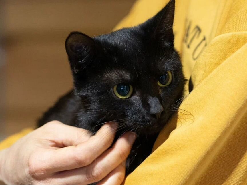 Черная кошка Кэсси в добрые руки