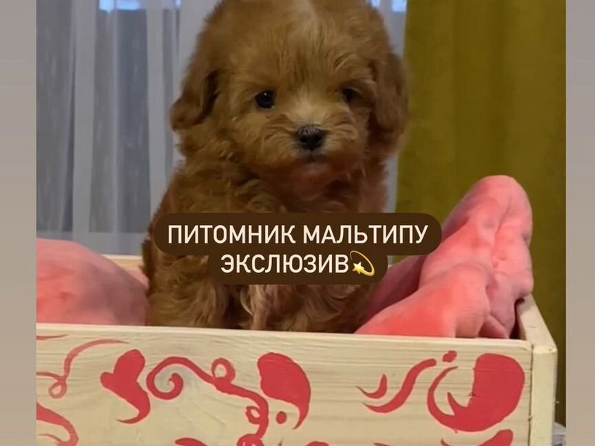 Мальтипу Vip. Мини ф1 Корея & Китай