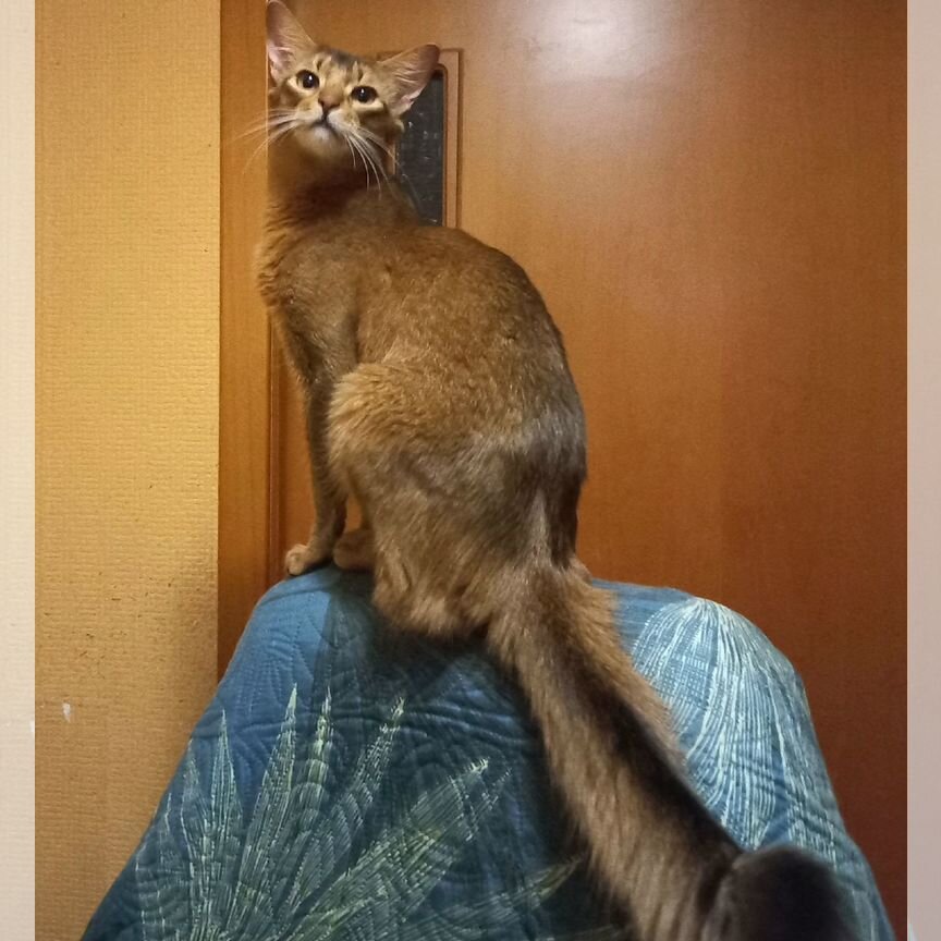 Сомалийская кошечка Мальта