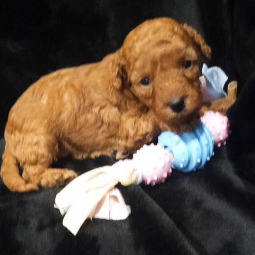 Той-пудель, щенок