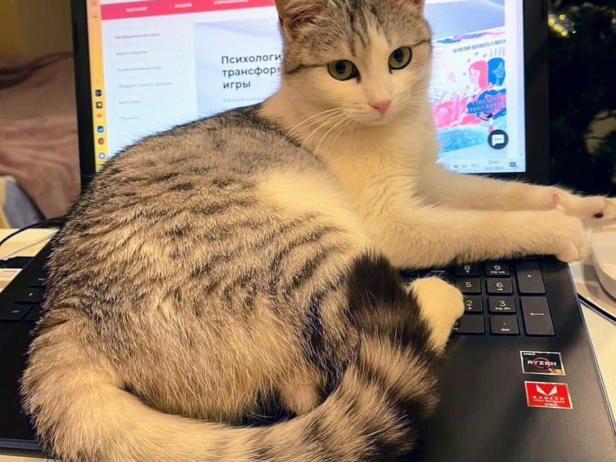 Самая милейшая кошка на свете