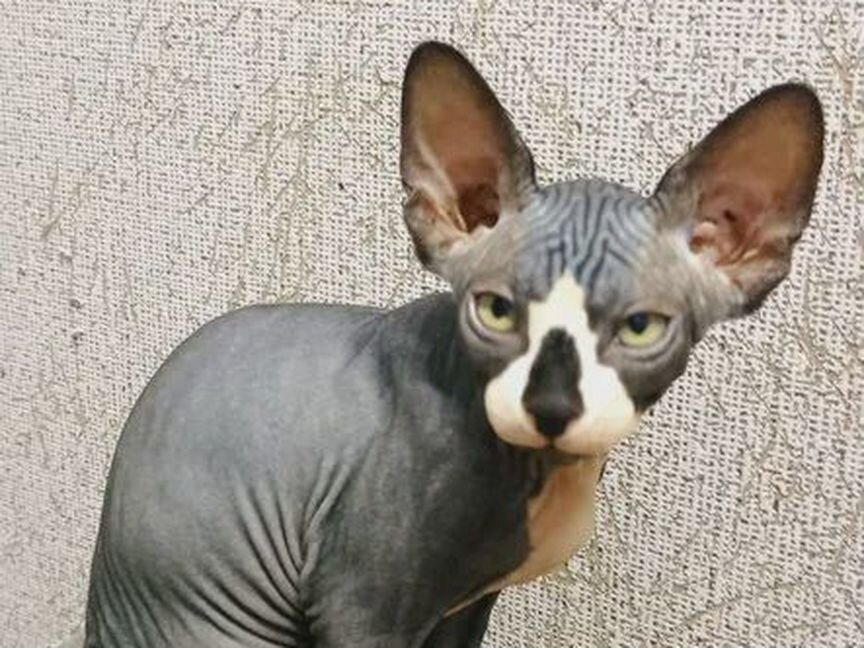 Продаётся котёнок канадского Сфинкса