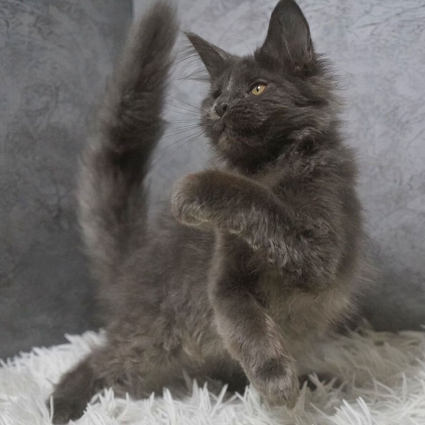 Мейн-кун котёнок