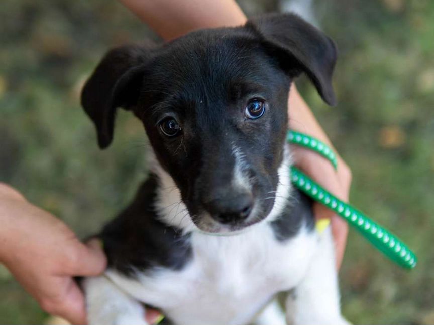 Милый щенок Грэта в добрые руки