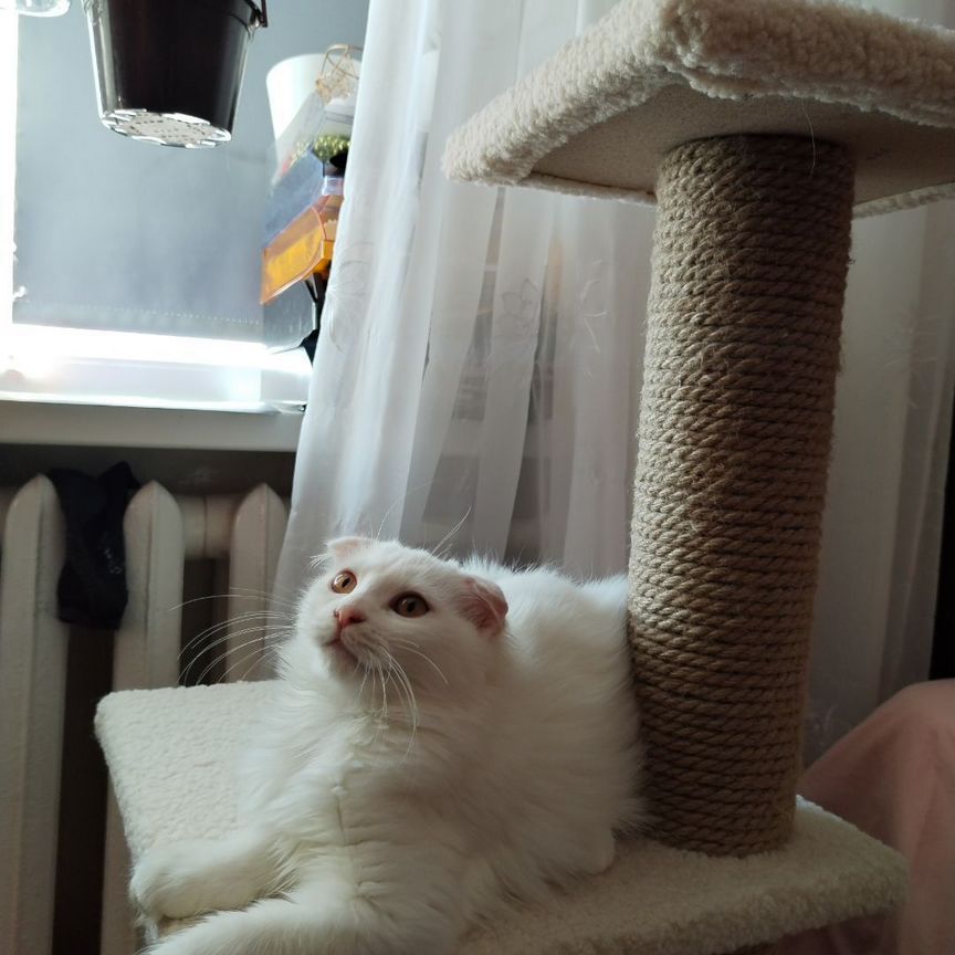 Кошечка вислоухая