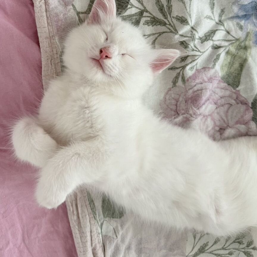 Спасенный котенок
