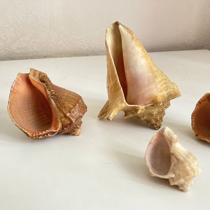 Морские ракушки раковины