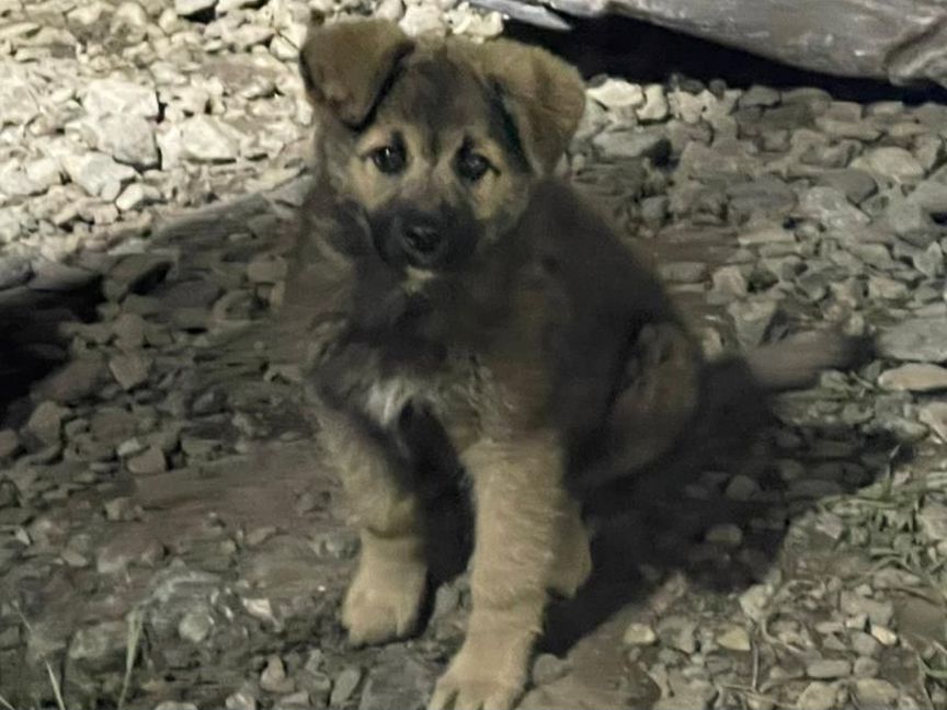 Щенки 1.5 мес в добрые руки
