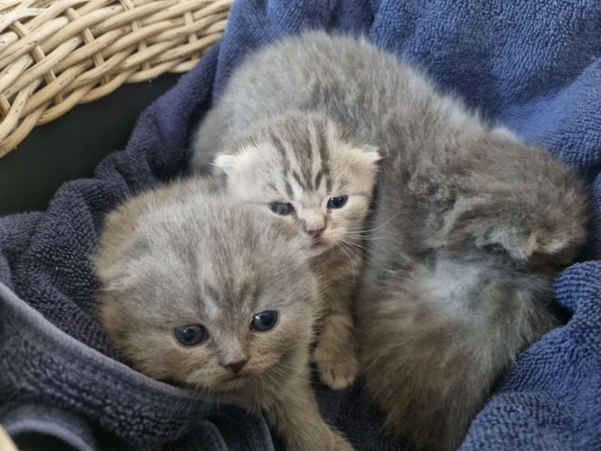 Шотландские котята вислоухие