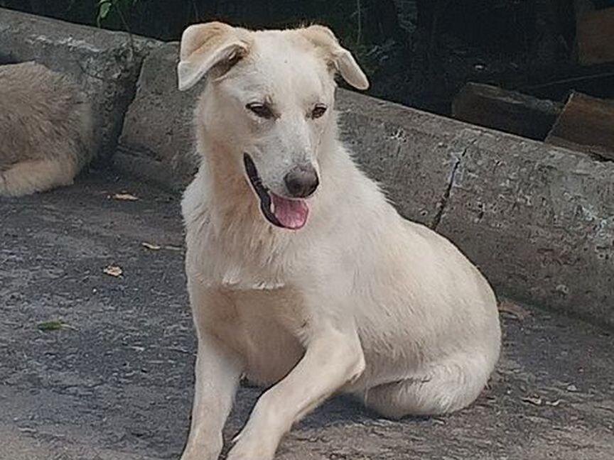 Собака в добрые руки отдам бесплатно