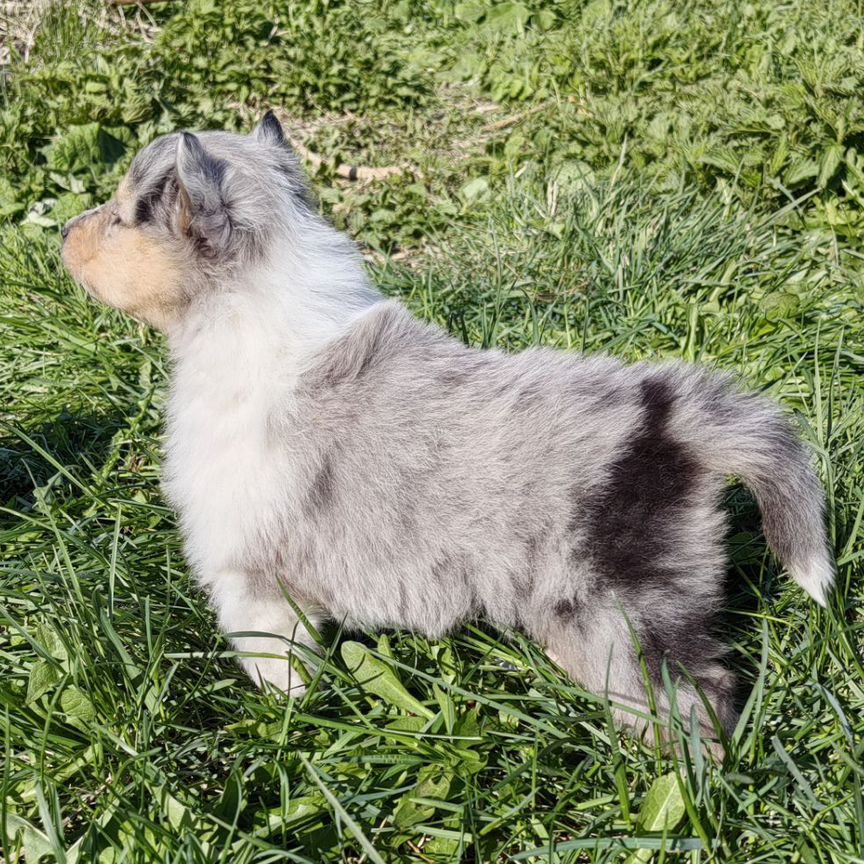 Колли, щенок
