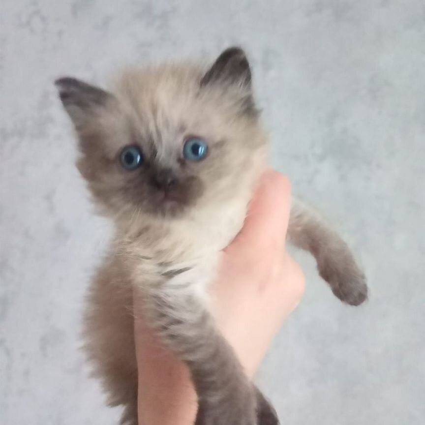 Продам котёнка
