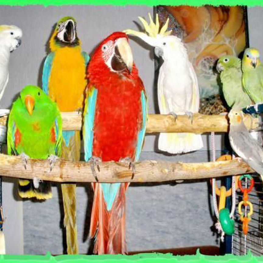 Попугай большой