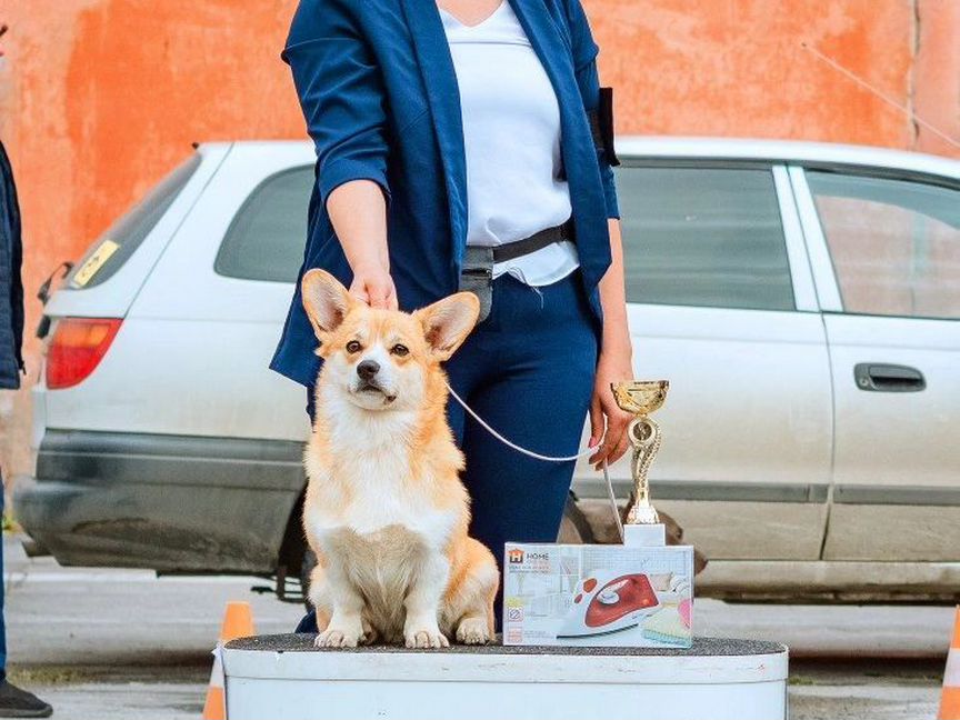 Вельш-корги пемброк