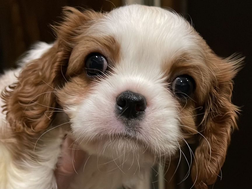 Мини кавалерка эксклюзив vip