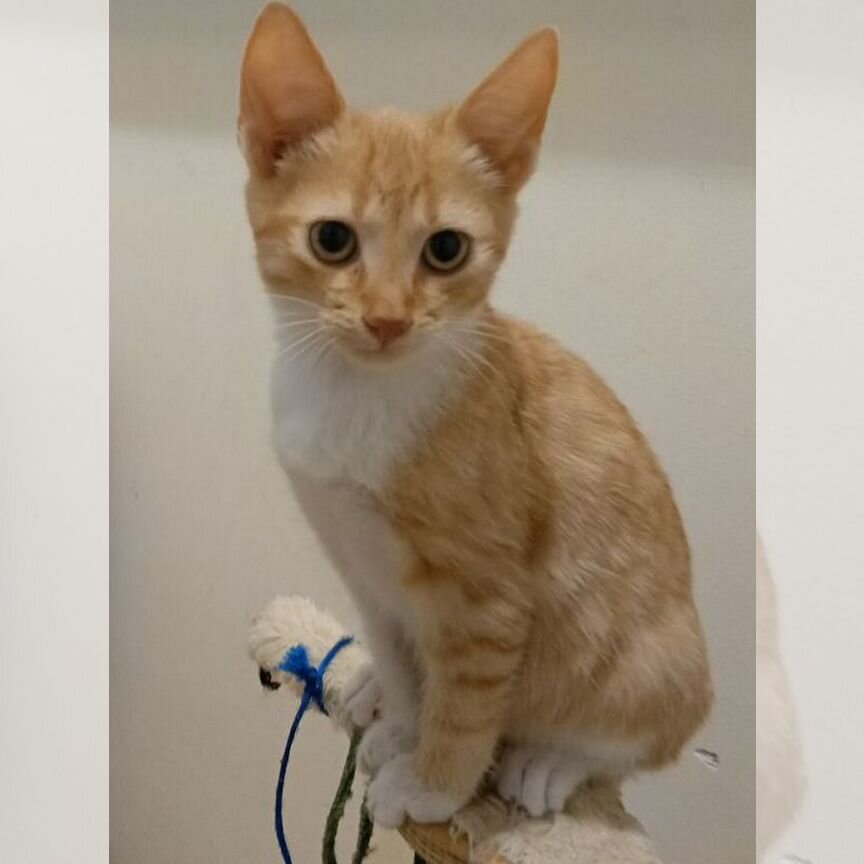 Рыже-белая кошечка