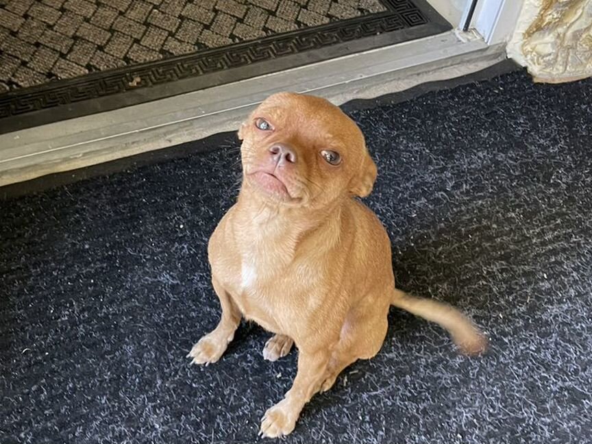 Русский той-терьер