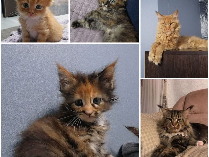 Котята мейн-кун