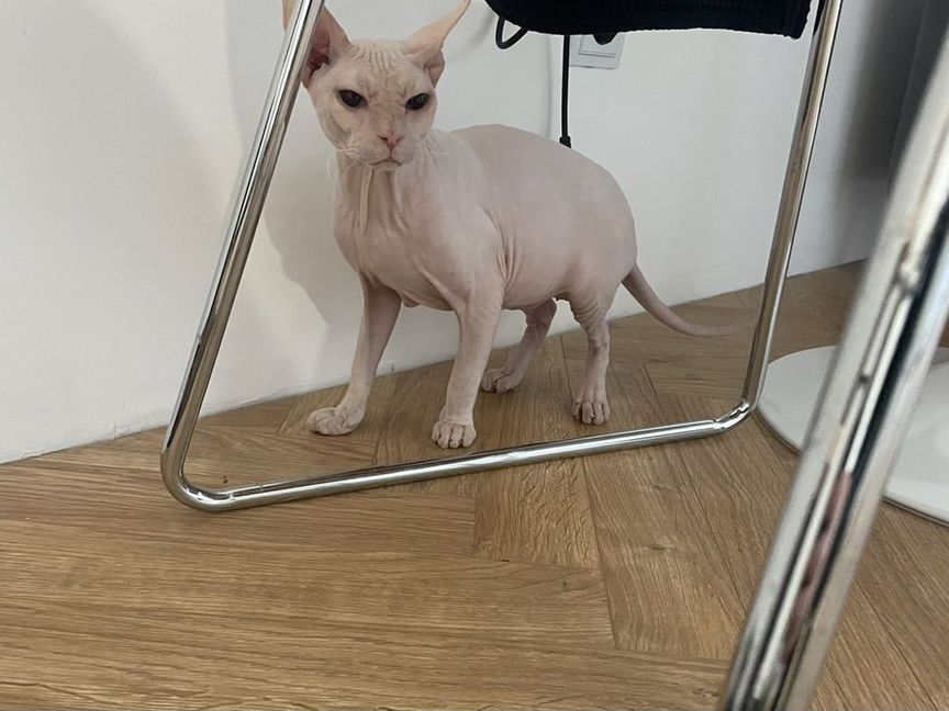 Канадский сфинкс