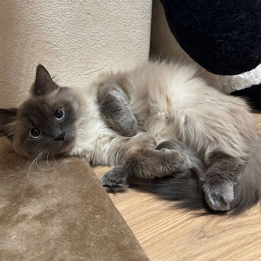 Тайская, взрослая кошка