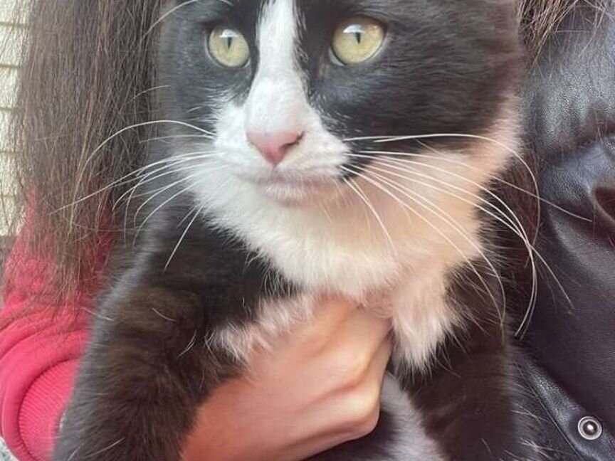 Кошки