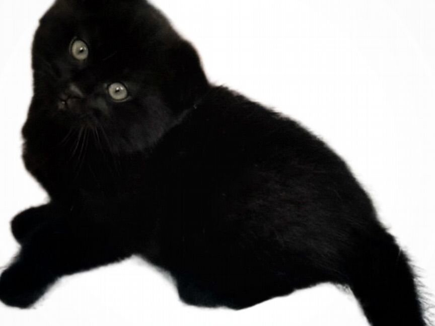 Британская вислоушка