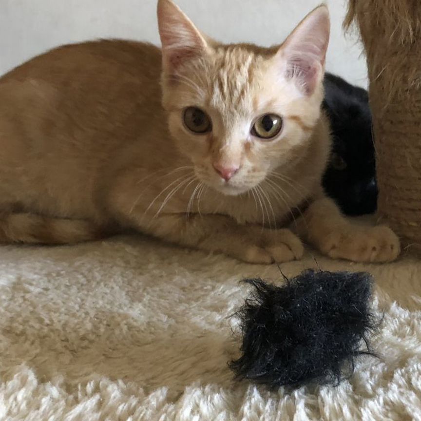 Котенок в ответственные руки