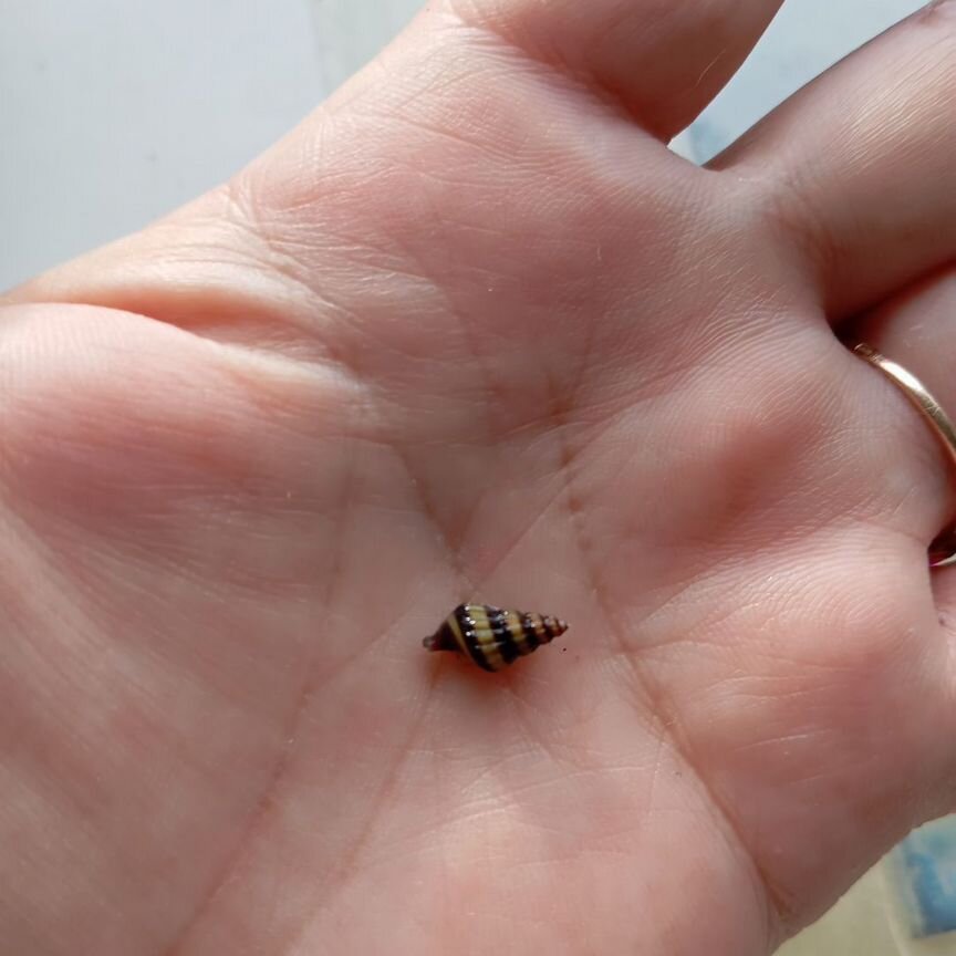 Улитка хелена