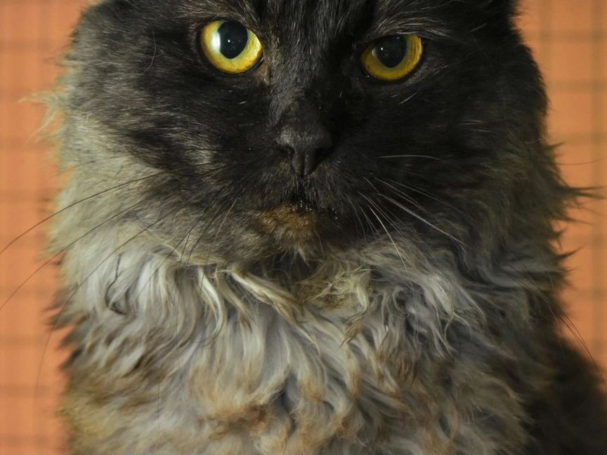 Кошка