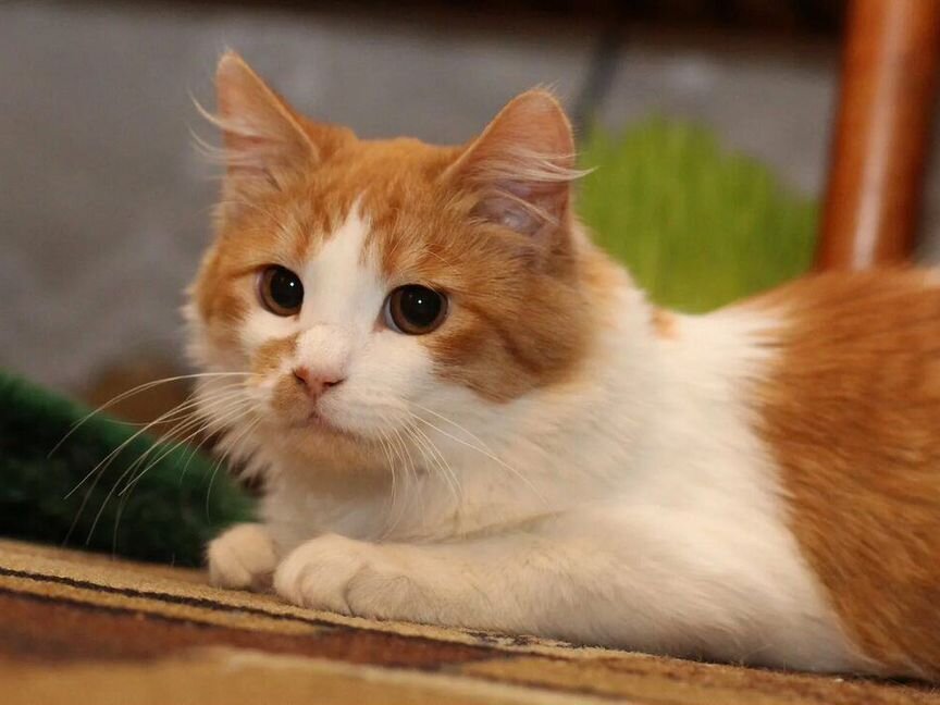 Кошка